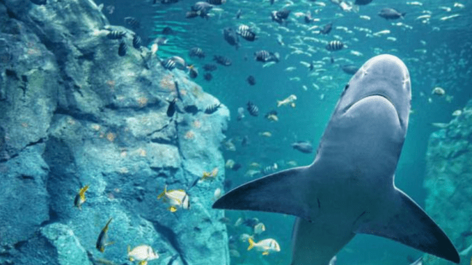 Summer of the Shark opens in St. Louis: Aquarium at Union Station ...