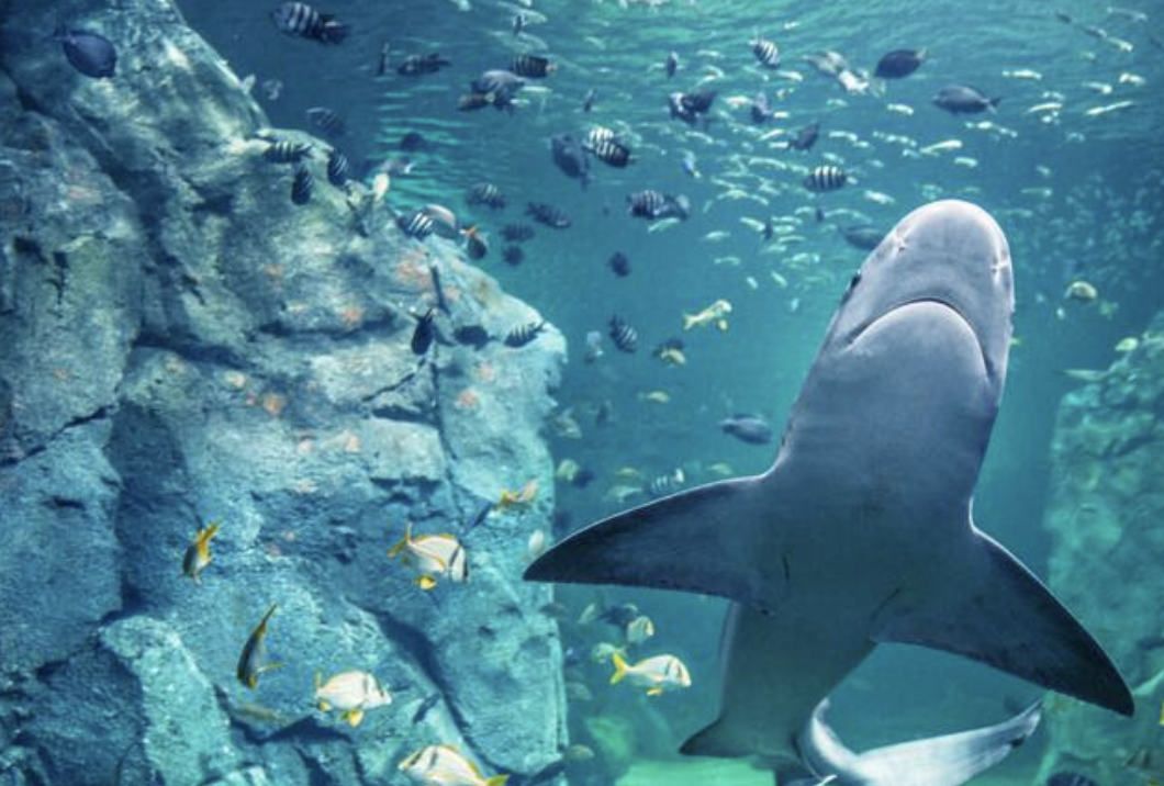 Summer of the Shark opens in St. Louis: Aquarium at Union Station ...